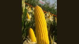 Gallery | CORNTECH SEEDS Family