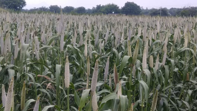 Gallery | CORNTECH SEEDS Family