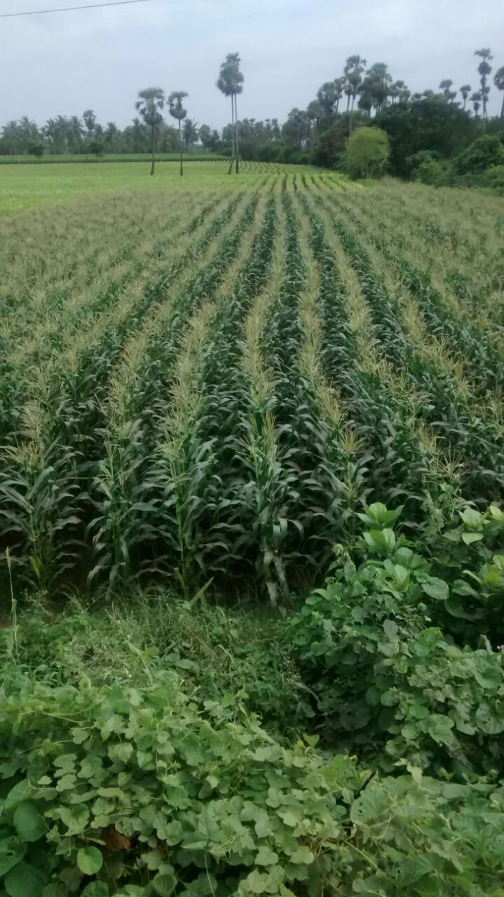 Gallery | CORNTECH SEEDS Family