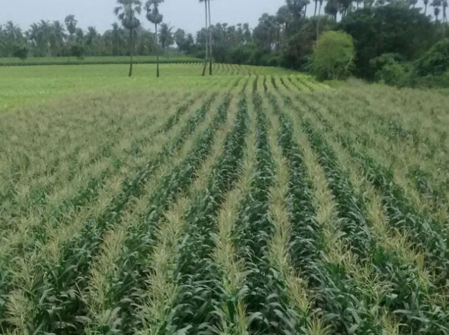 Gallery | CORNTECH SEEDS Family