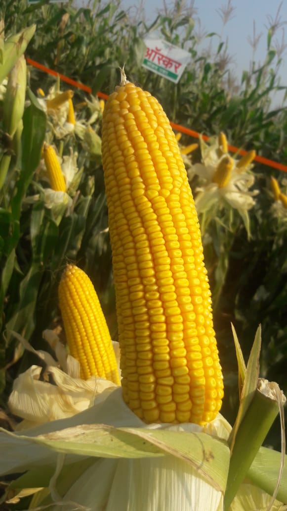 Gallery | CORNTECH SEEDS Family